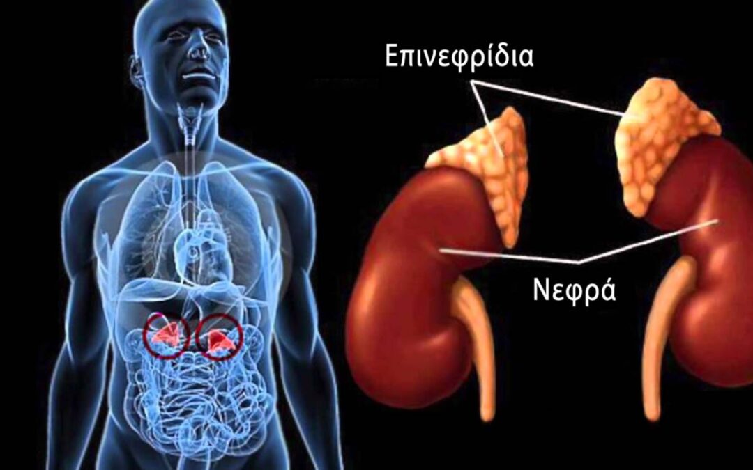 Διαταραχές Επινεφριδίων - Κωνσταντούρα Οδύσσεια - Ενδοκρινολόγος ...